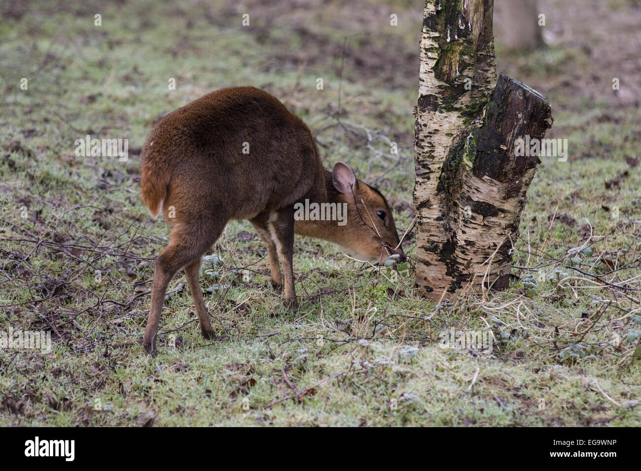 Young Muntjac by Tree Stock Photo - Alamy