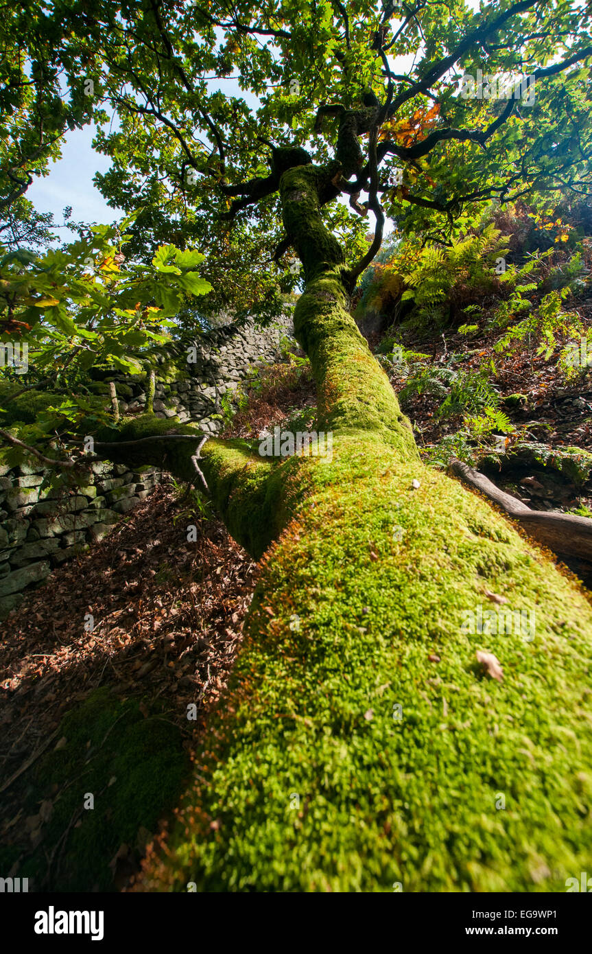 Moss covered trees in the Peak District, Derbyshire England UK Stock ...