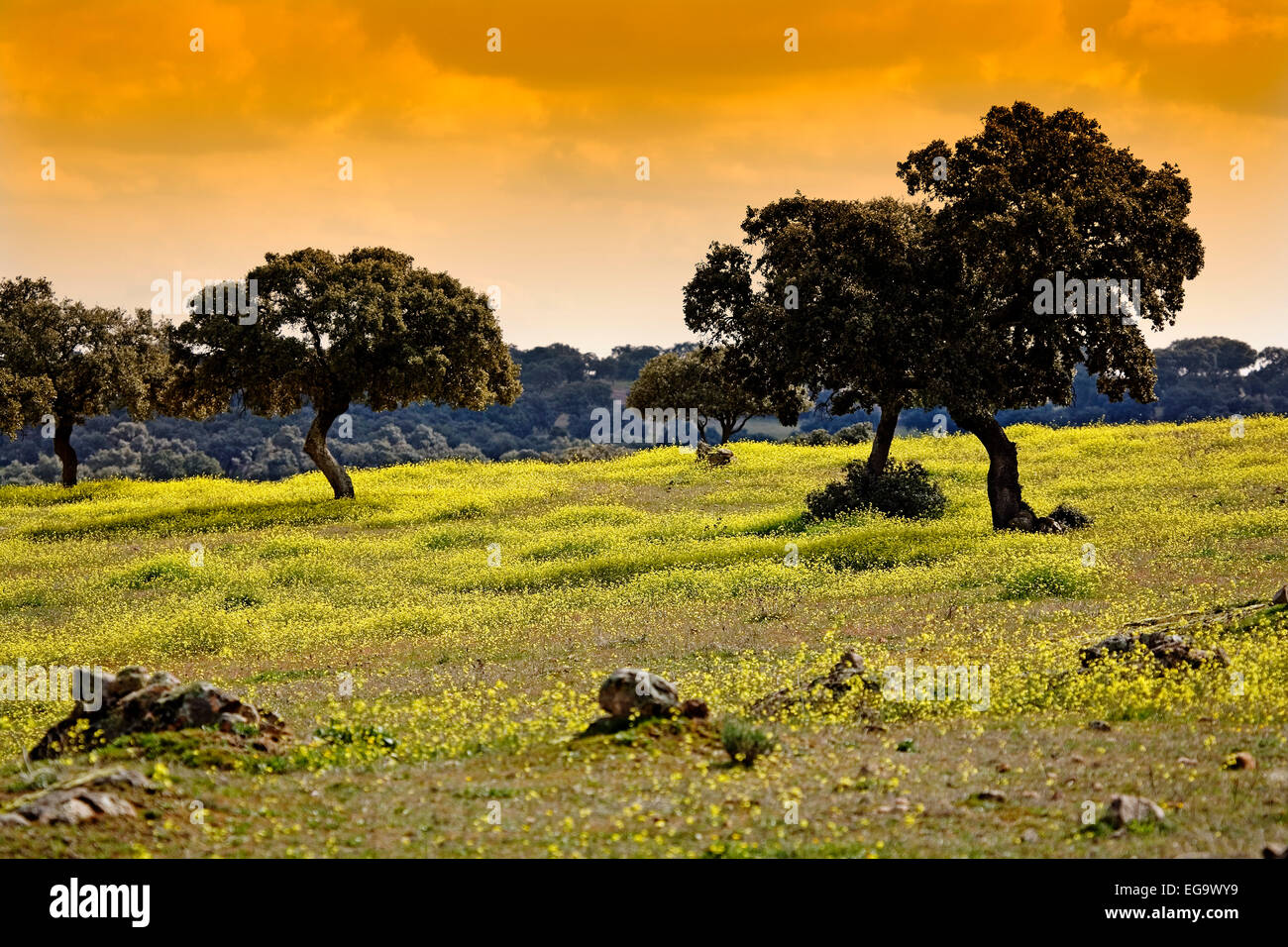 Holm oak forest Villanueva de Cordoba Andalusia Spain encinar en ...