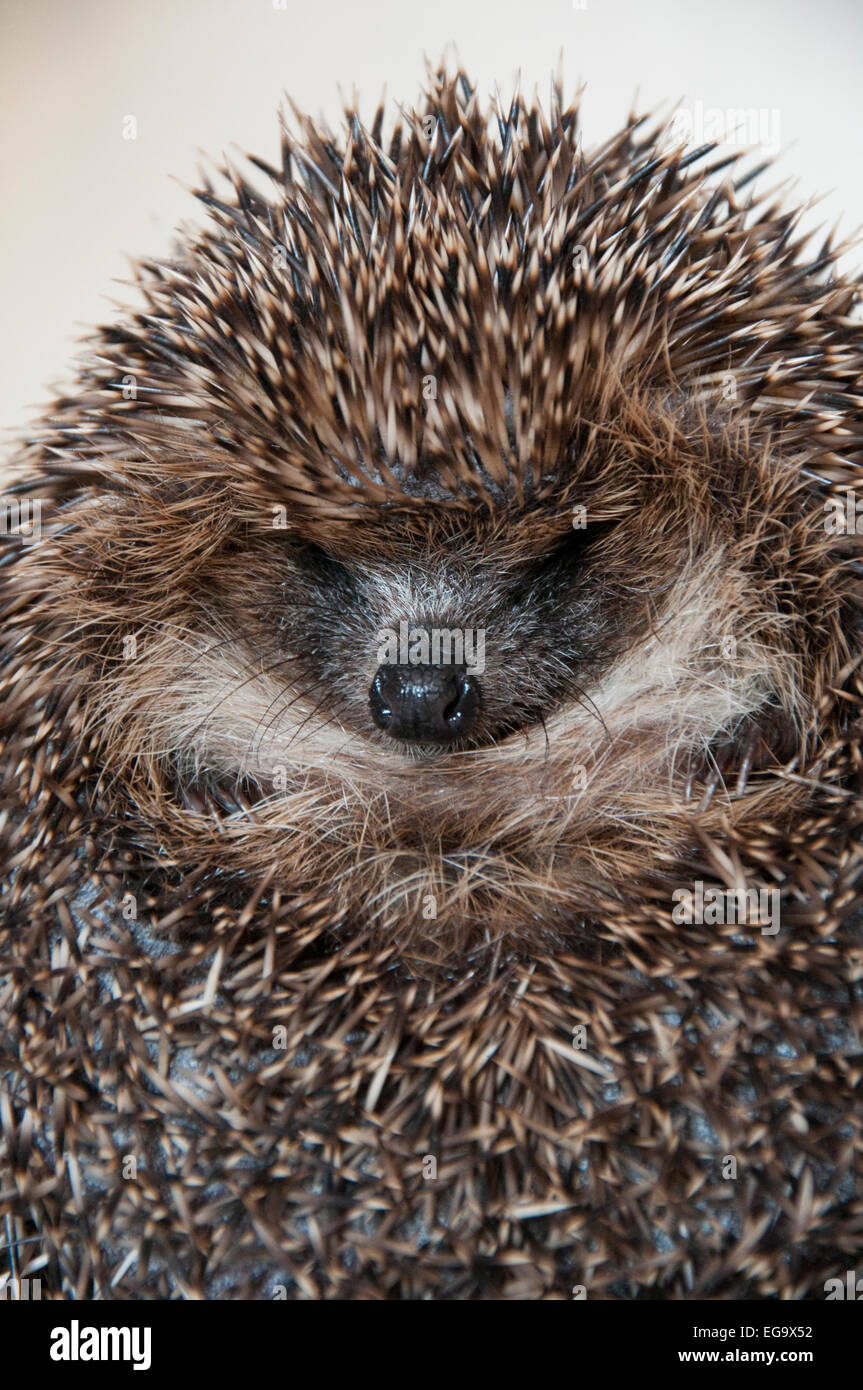 Hedgehog from the hedgehog family hi-res stock photography and images ...