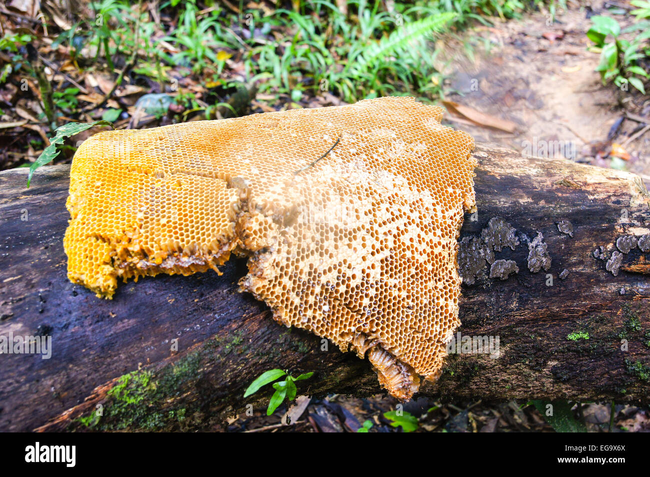 honeycomb in a rainforest, cameron highlands, malaysia Stock Photo - Alamy