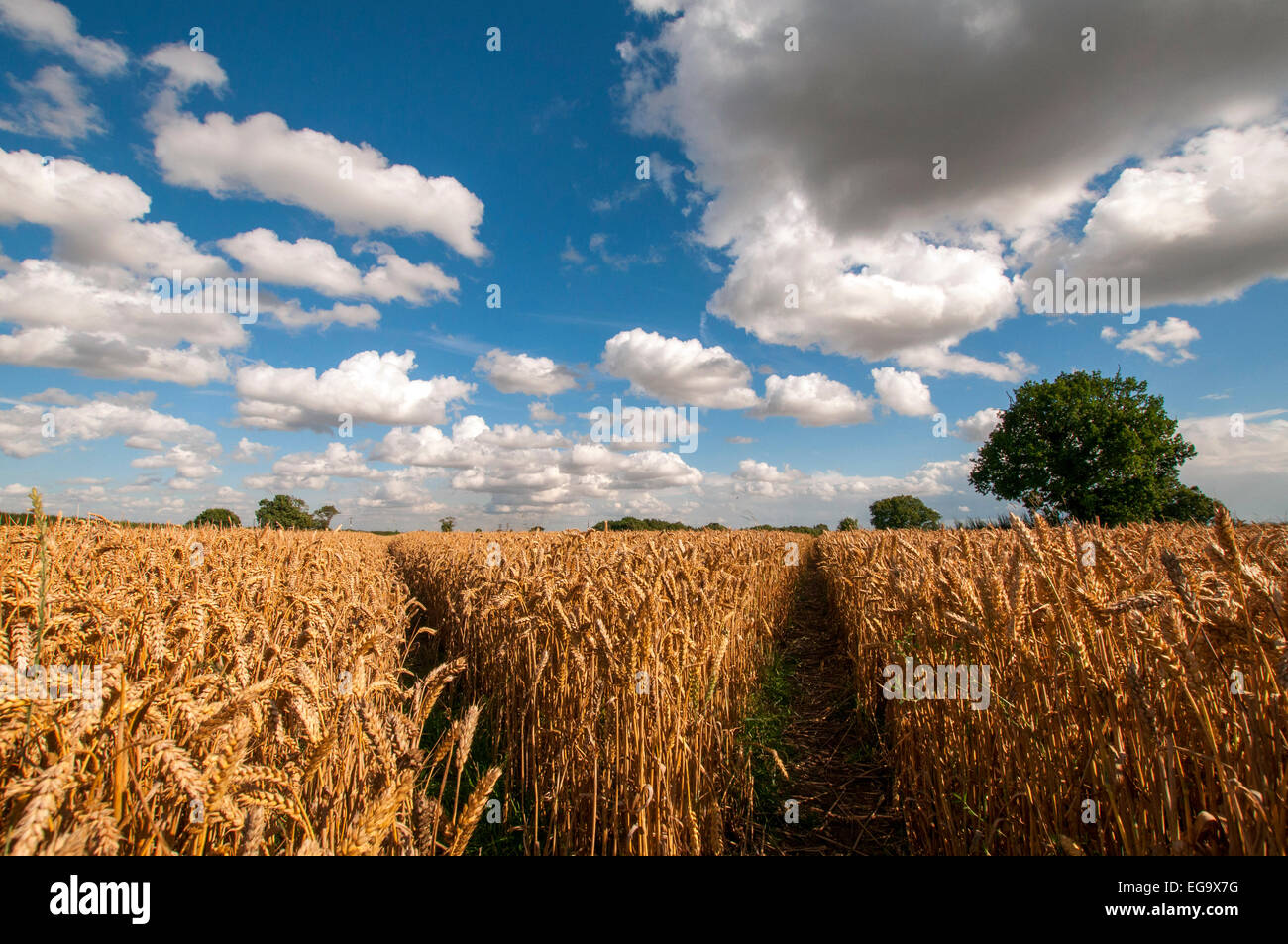 A wheat field in Lambley, Nottinghamshire England UK Stock Photo - Alamy