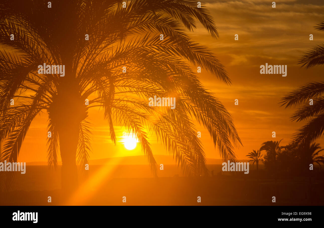 Red Majorca sunset with palm tree. Majorca, Balearic islands, Spain ...