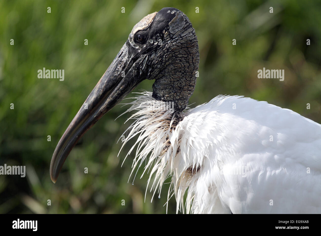 Stork head hi-res stock photography and images - Alamy