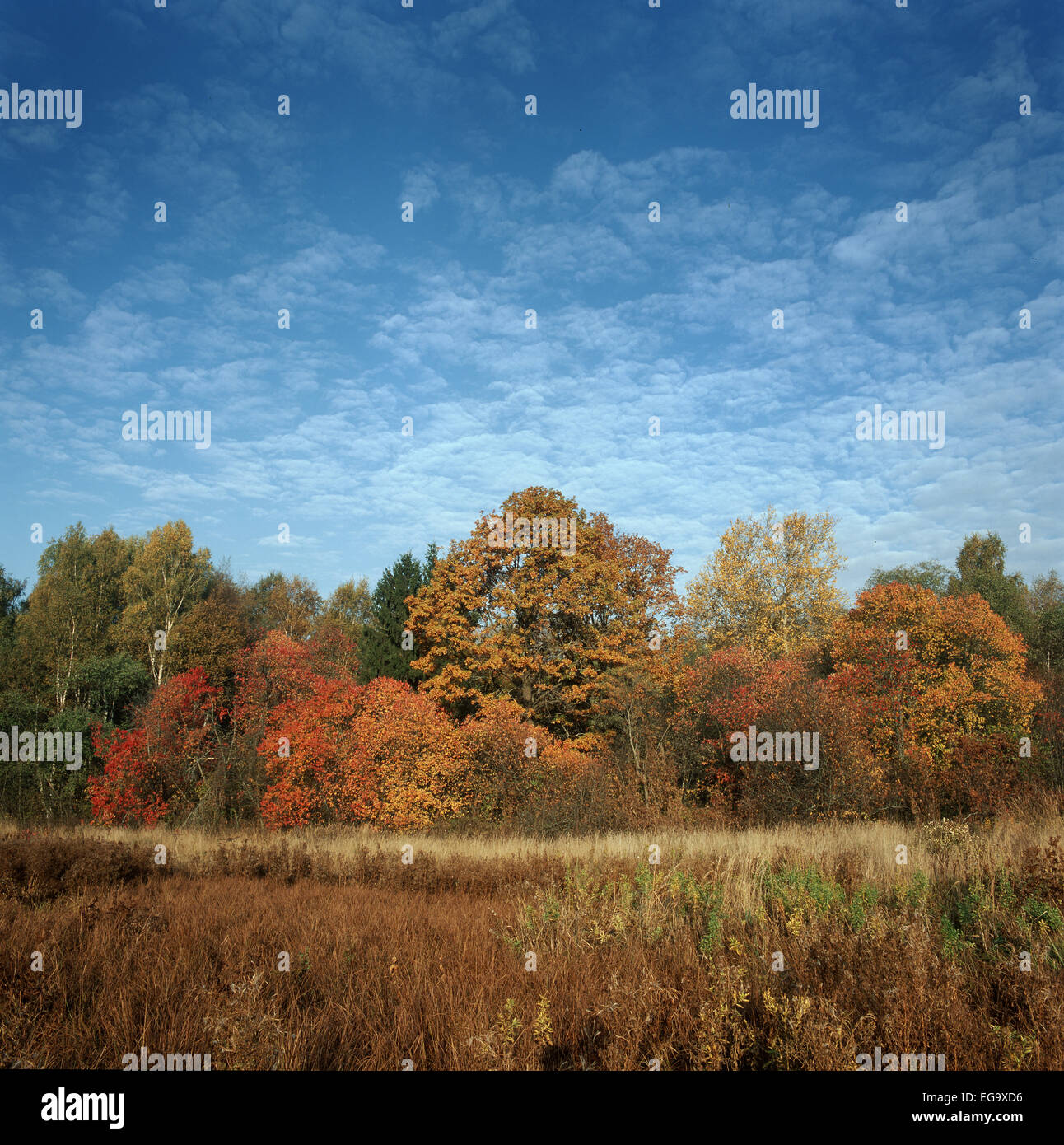 Fall Tree With Sky Blue