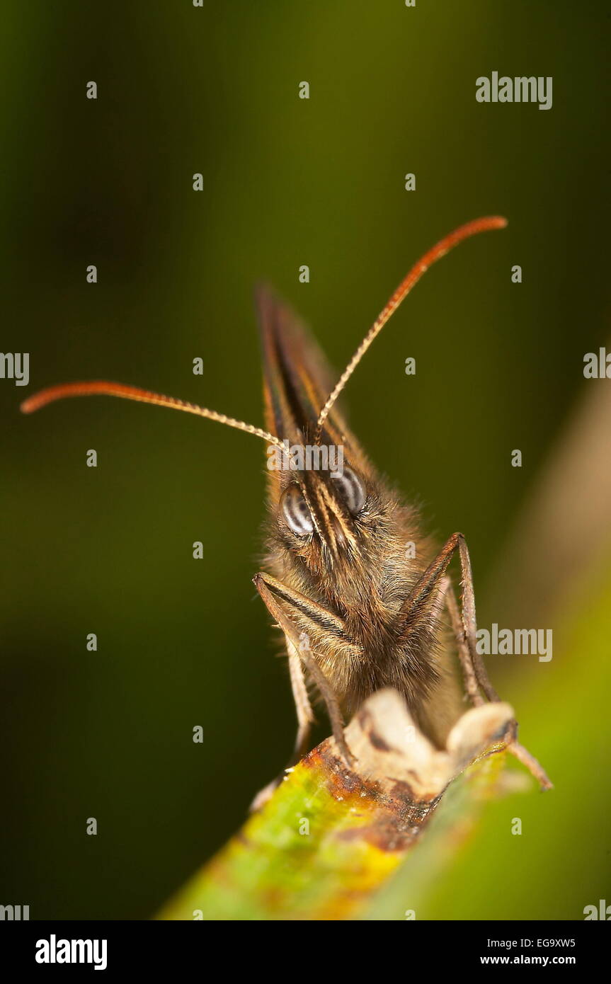 Colorful Butterfly (Pyronia bathseba) on a little branch Stock Photo ...