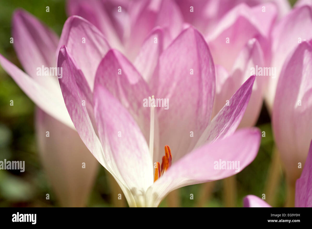 Autumn Crocus (Colchicum autumnale) closeup macro Stock Photo - Alamy