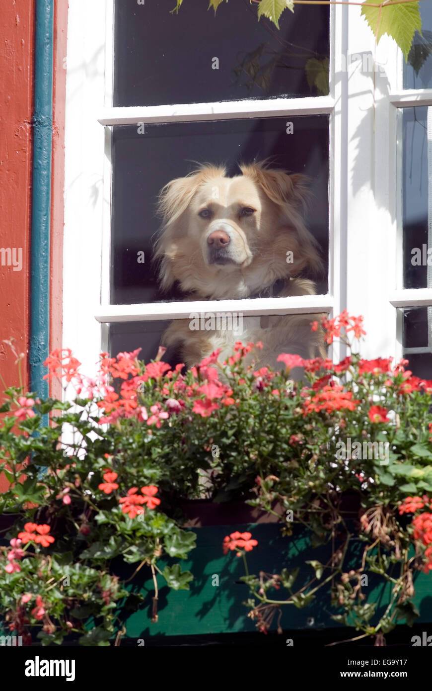 Dog looking out of the window Stock Photo - Alamy