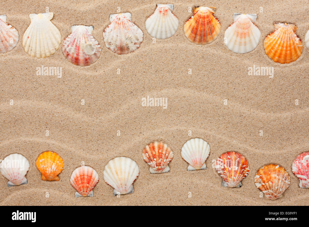 Stripe of sea shells lying on the sand, with space for text Stock Photo ...