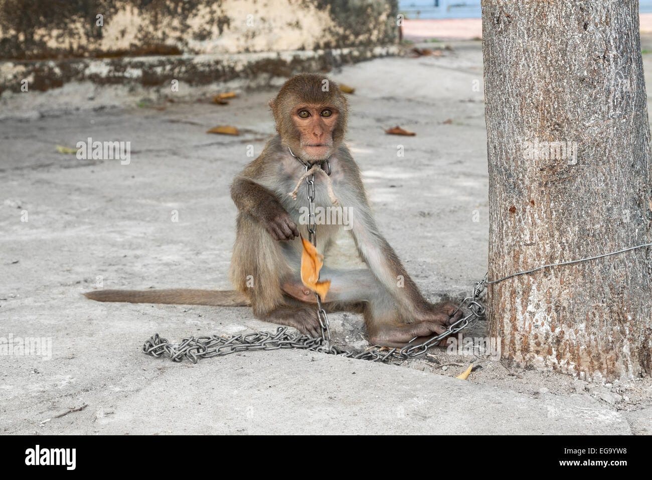 Monkey tied on a chain in Kon Tum, Vietnam, Asia Stock Photo - Alamy