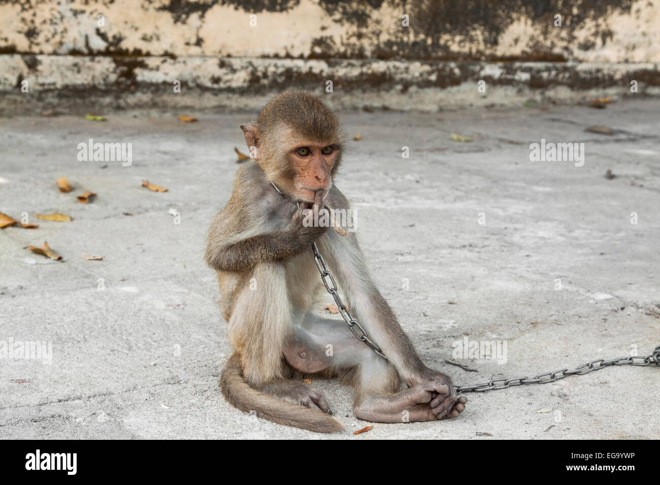 Tied monkey hi-res stock photography and images - Alamy