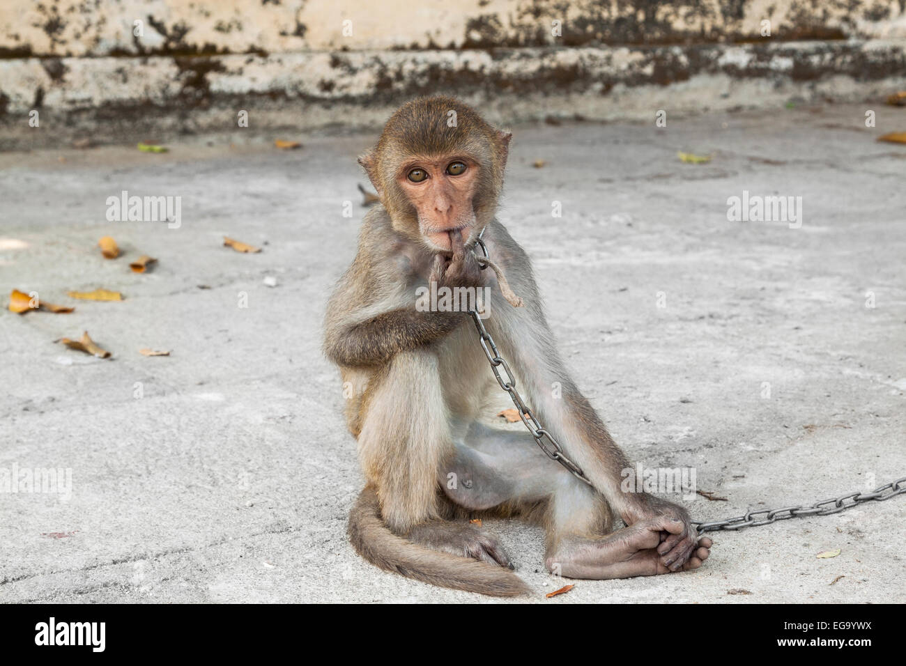 Monkey tied on a chain in Kon Tum, Vietnam, Asia Stock Photo - Alamy
