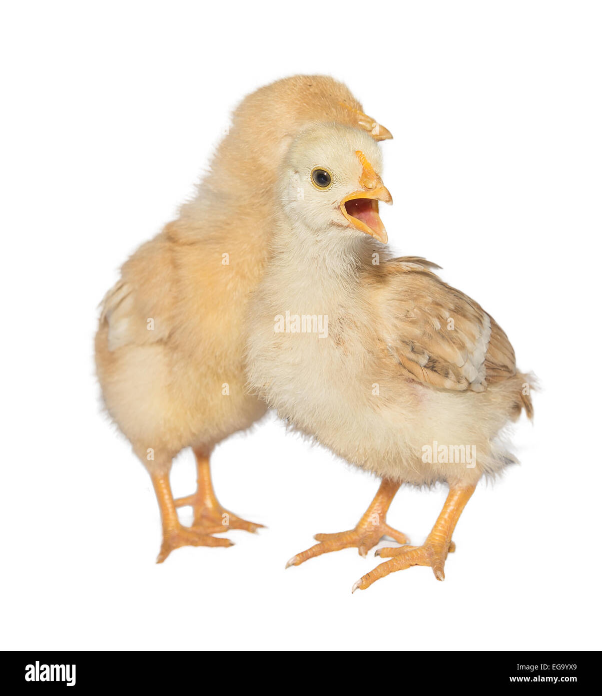 chicken Isolated on white background Stock Photo - Alamy