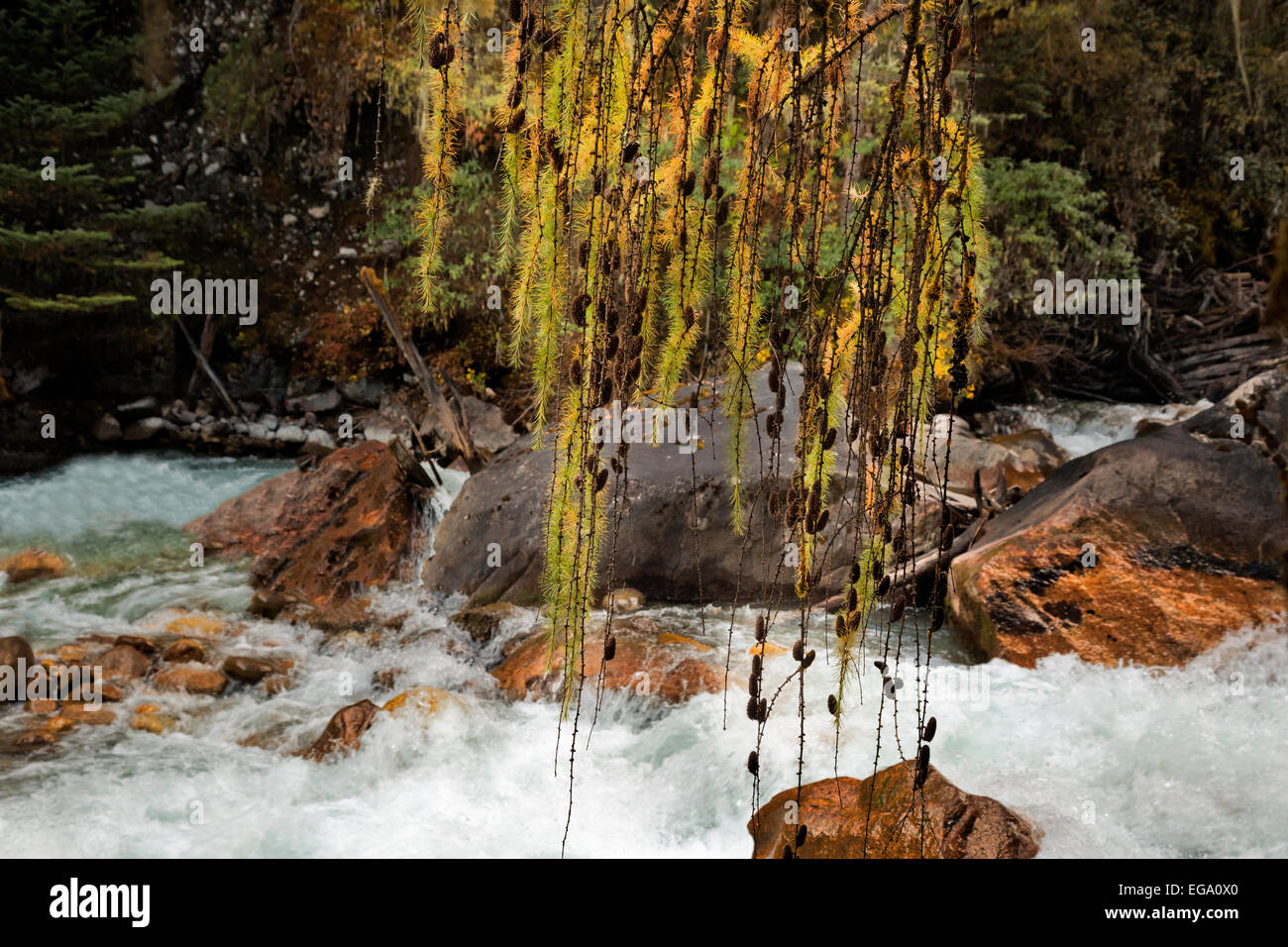 BHUTAN - Fall color touching larch trees along Paro Chhu (river) from ...