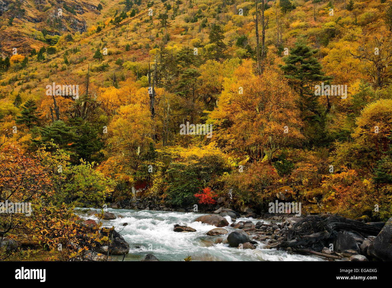 BHUTAN - Fall color on the hillsides along the Paro River from trail ...