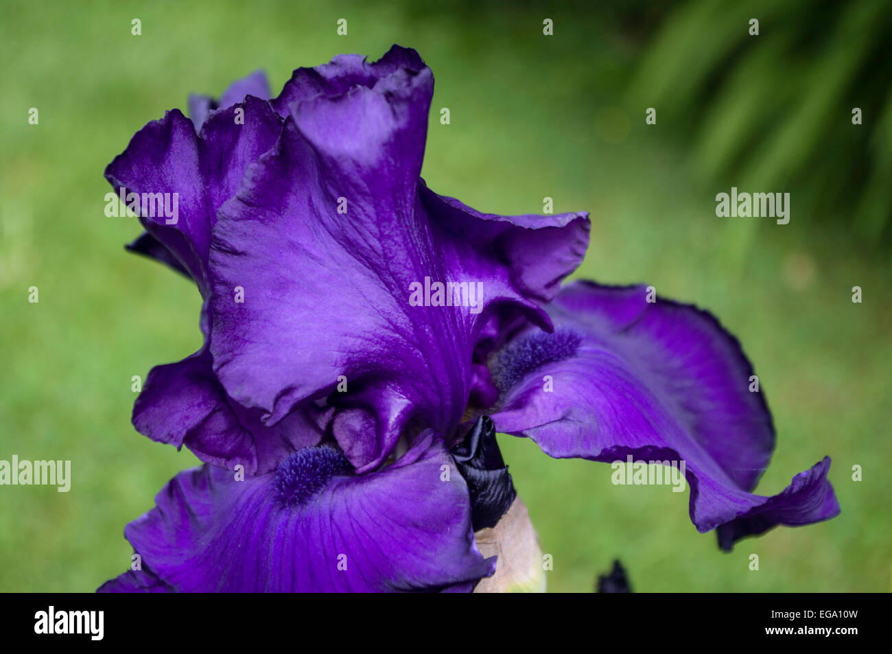 Close view of purple bearded flag iris flower Stock Photo - Alamy