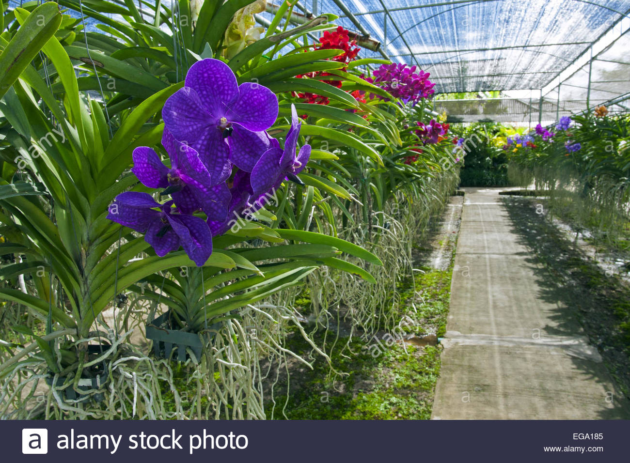 Orchid Nursery High Resolution Stock Photography and Images - Alamy