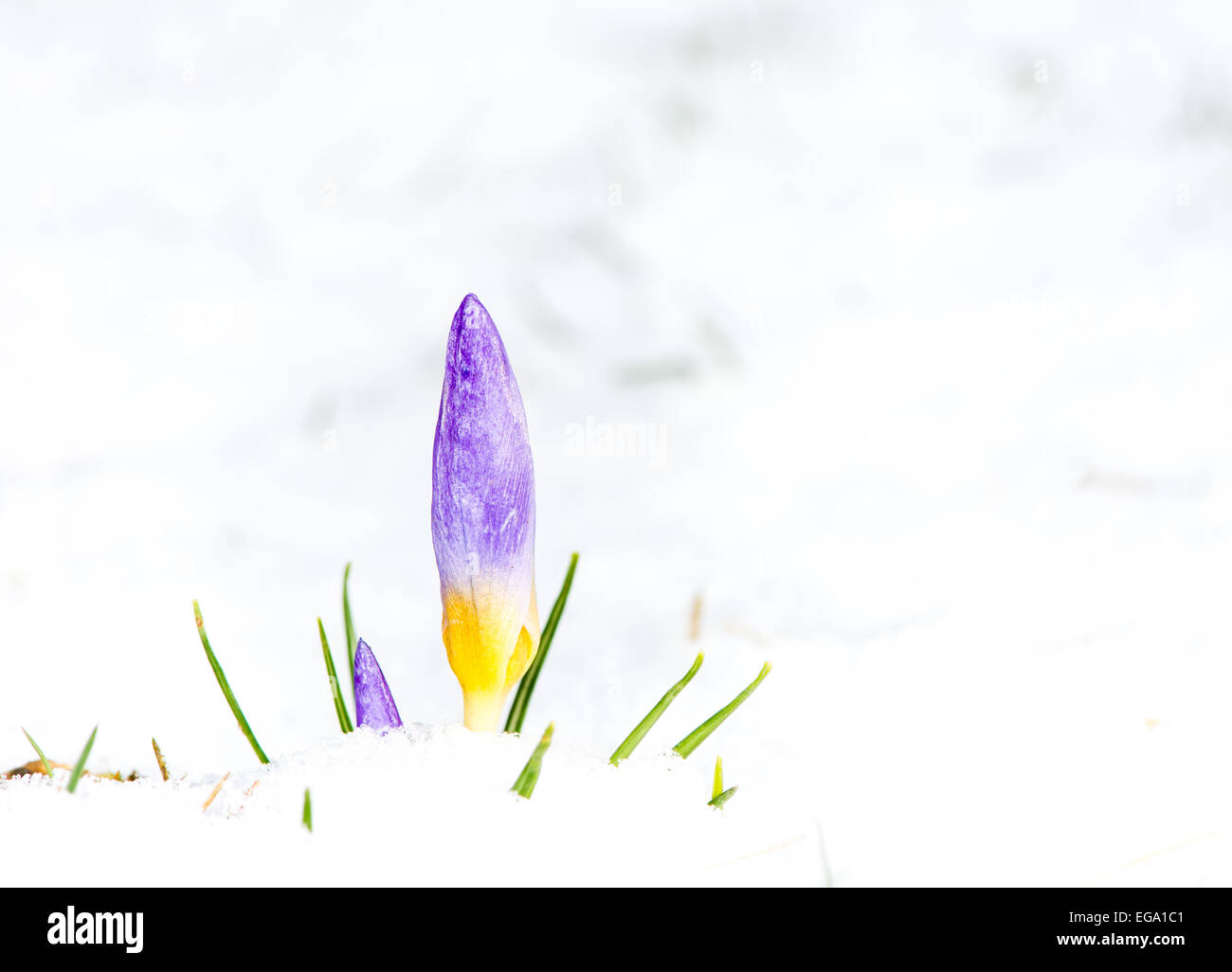 Spring is arriving - first crocus flowers in the snow Stock Photo - Alamy