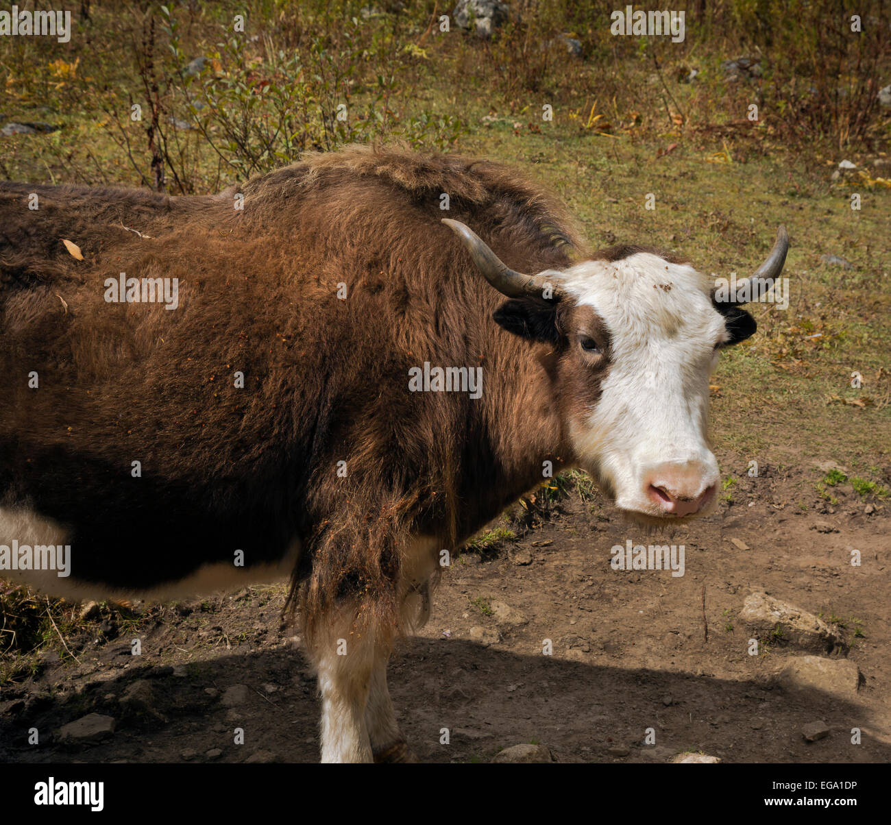 BU00181-00...BHUTAN - A local yak met in the Paro River Valley along ...