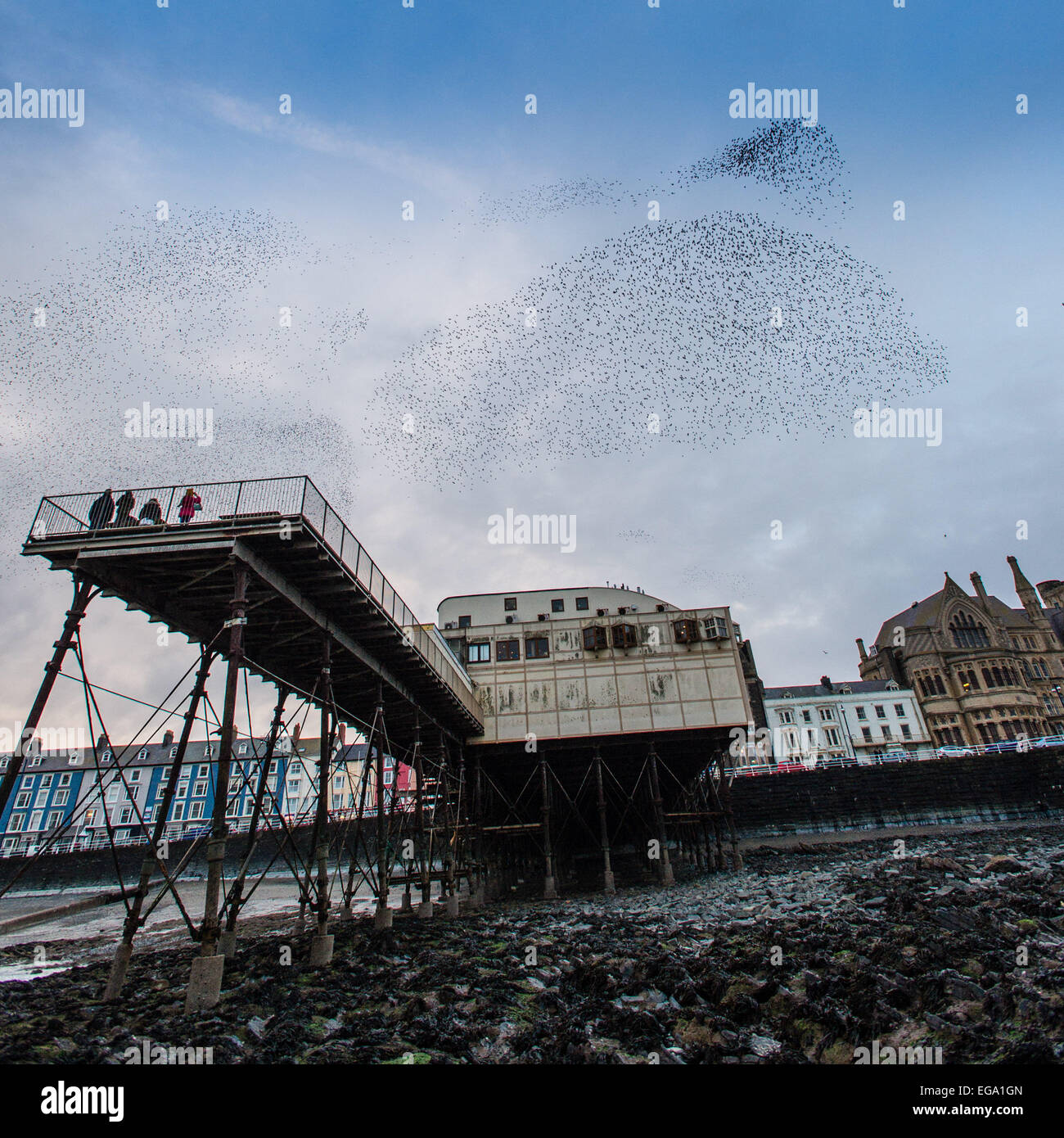 Aberystwyth, Wales, UK. 20th February, 2015. Starlings flying in ...