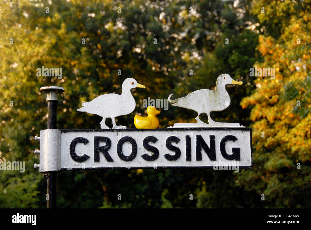 Novelty sign: Ducks Crossing Stock Photo - Alamy