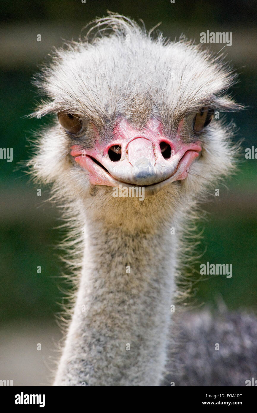 Two emu ostrich portrait hi-res stock photography and images - Alamy