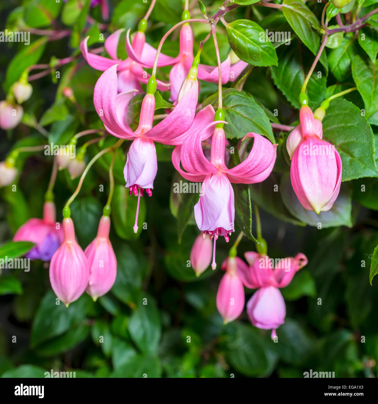 beautiful delicate pink fuchsia flower on the nature green background ...