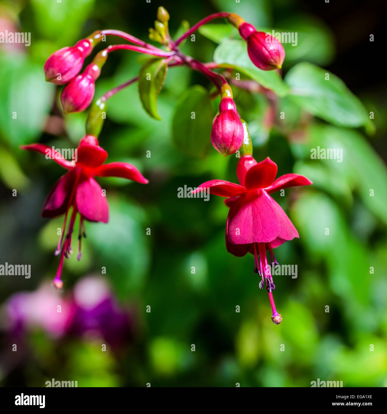 blossoming branch dark-red fuchsia on the nature green leaves ...