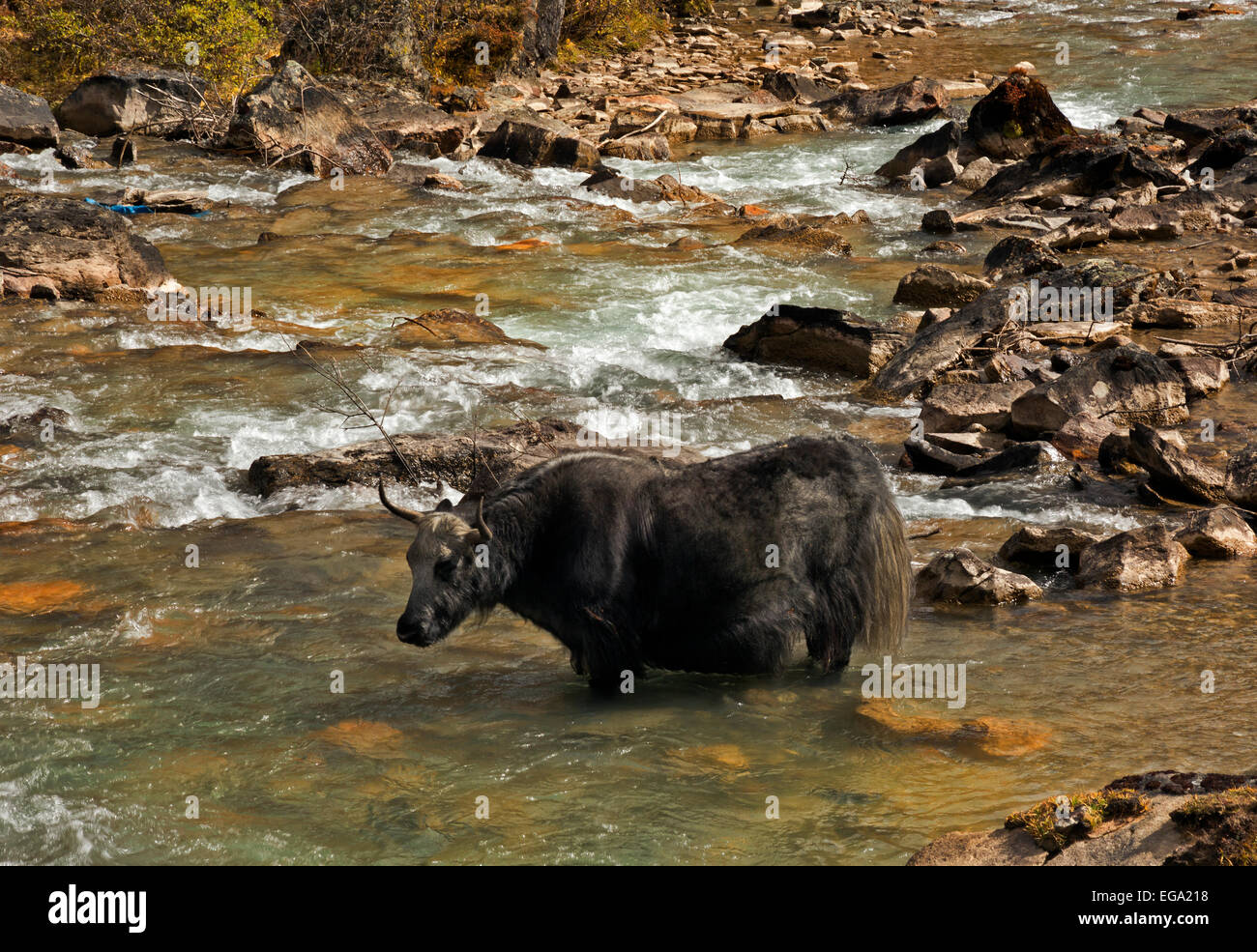 BHUTAN - A yak standing in the waters of a creek fed by the glaciers of ...