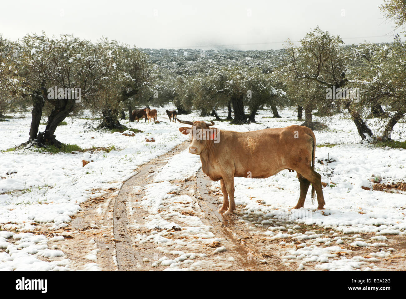 Single cow in nature with snow and olive trees Stock Photo - Alamy