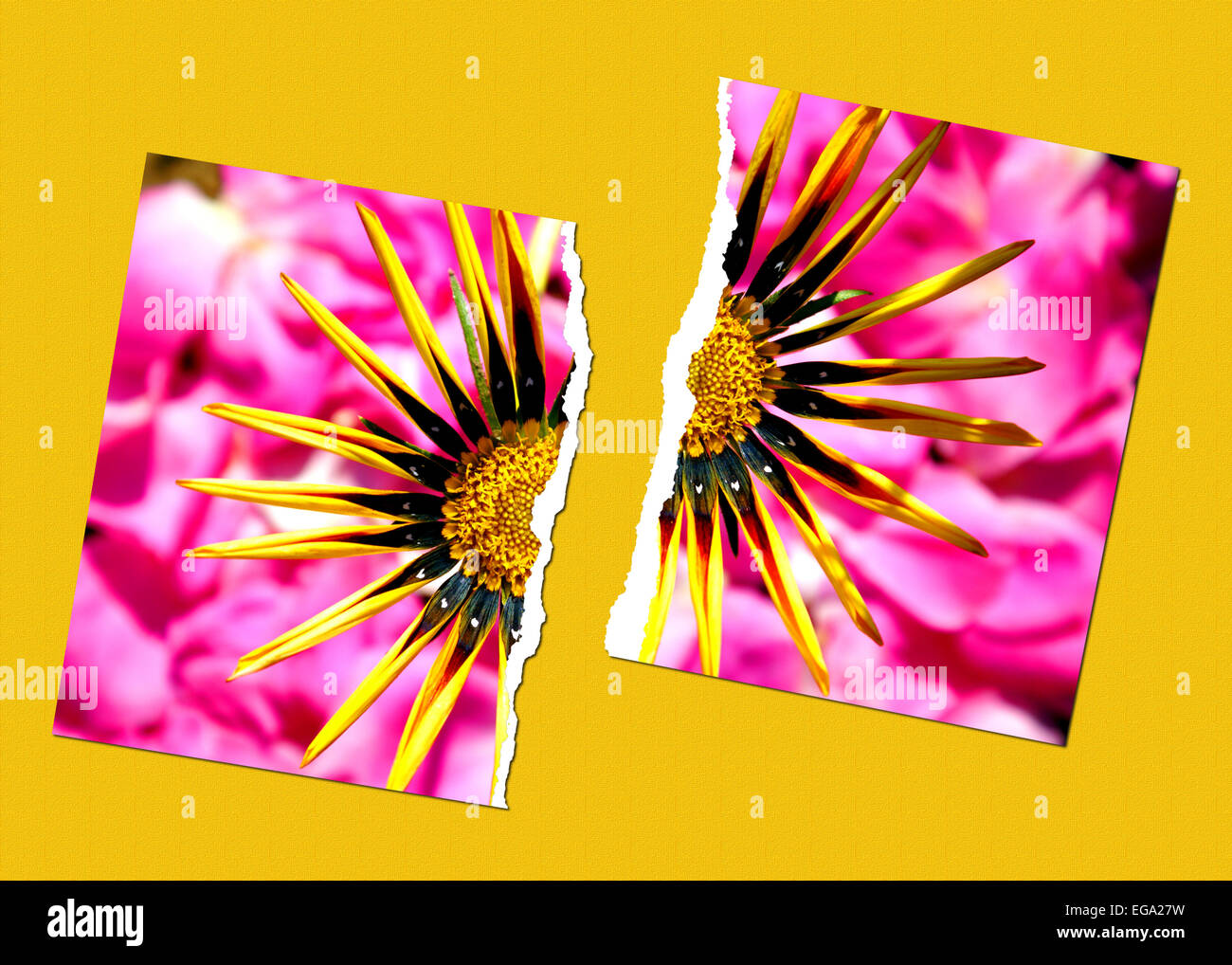 Tear up creative photo design background. Separation and destruction ...