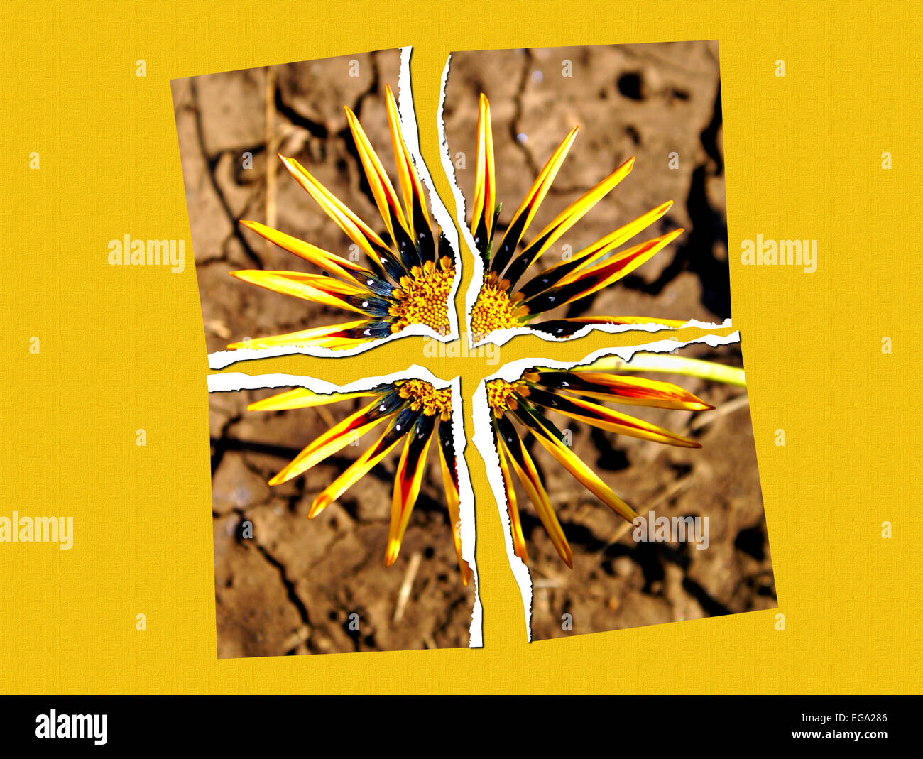 Tear up creative photo design background. Separation and destruction ...