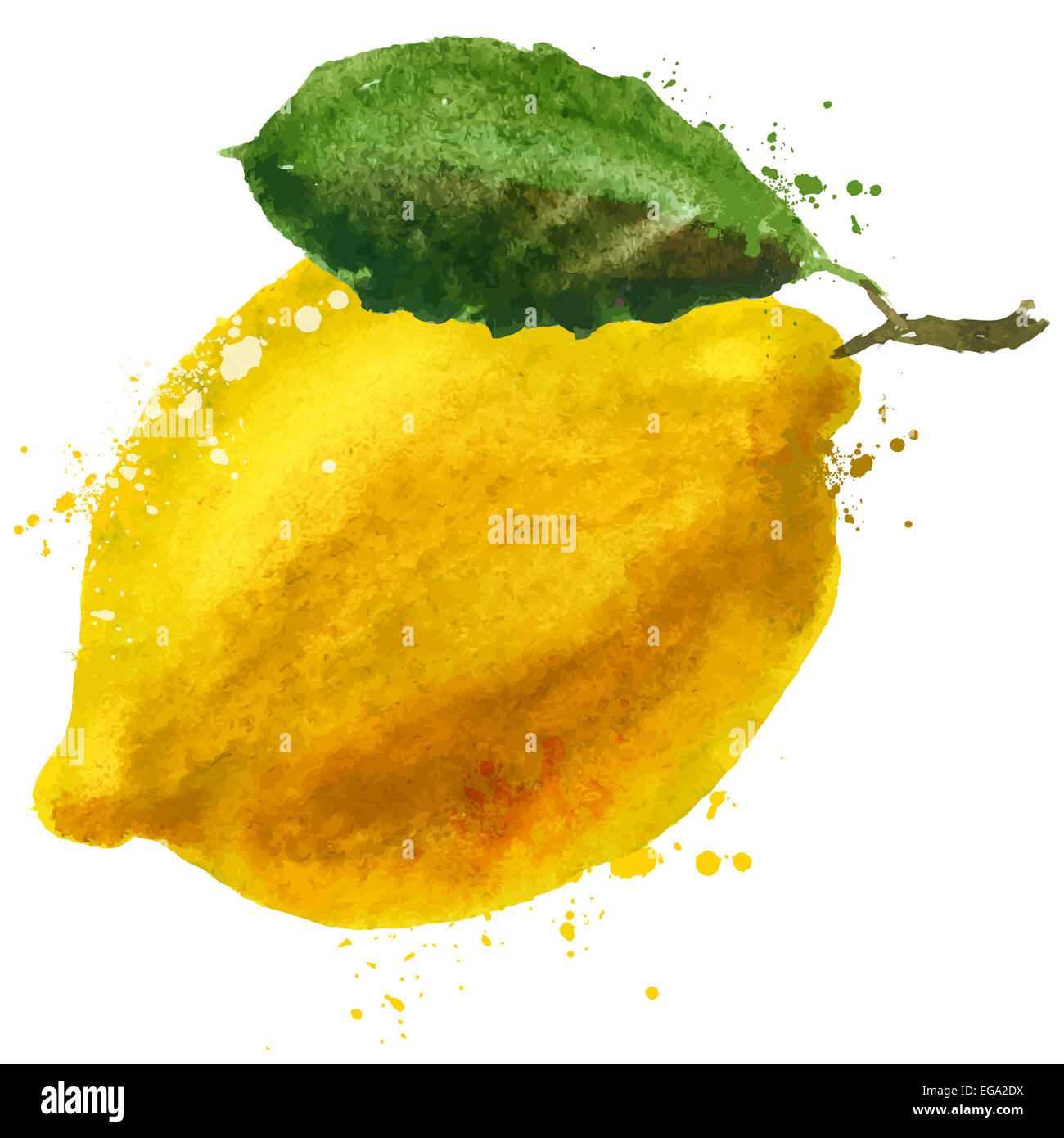 watercolor. lemon on a white background. vector illustration Stock ...