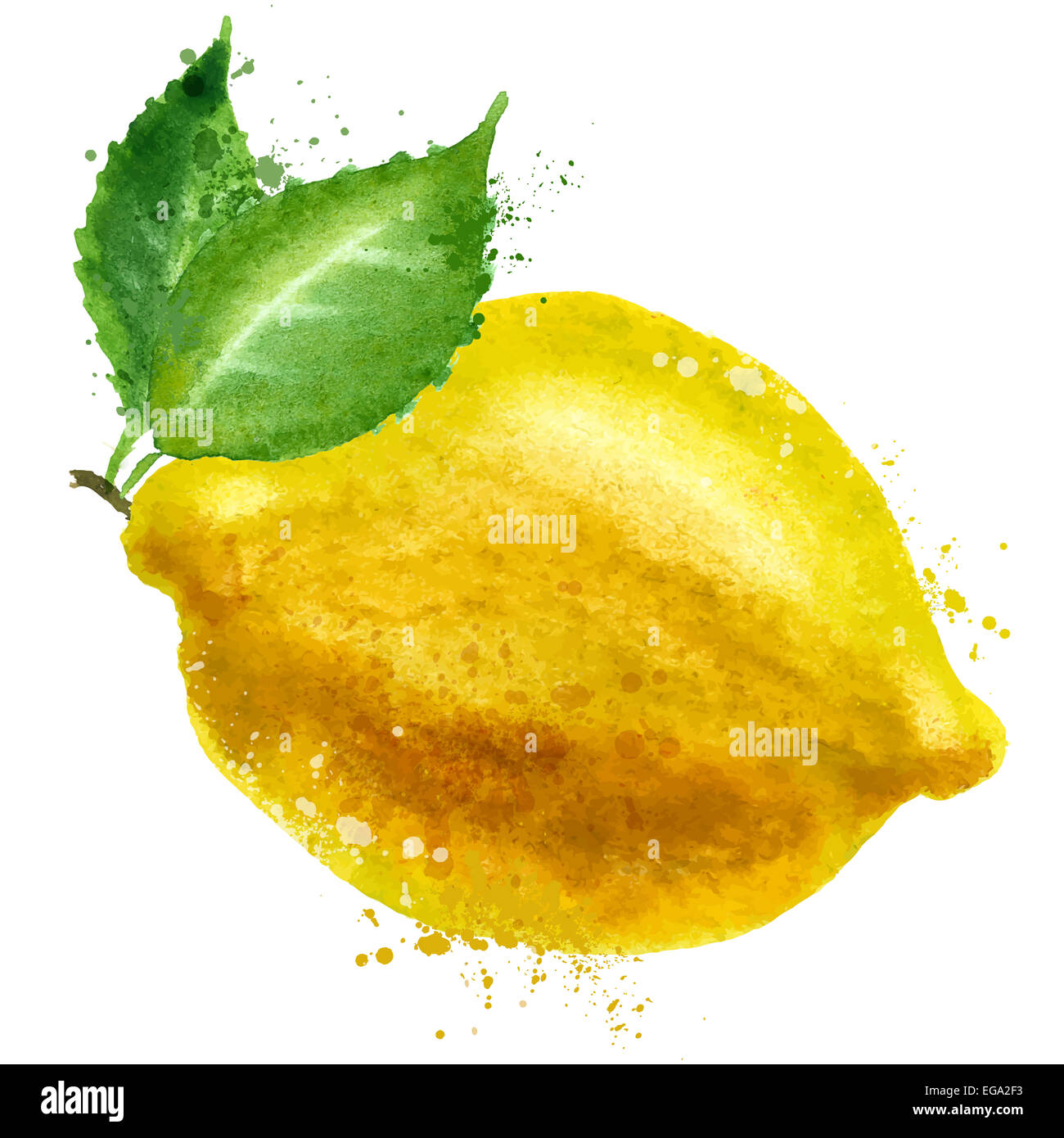 watercolor. lemon on a white background. vector illustration Stock ...