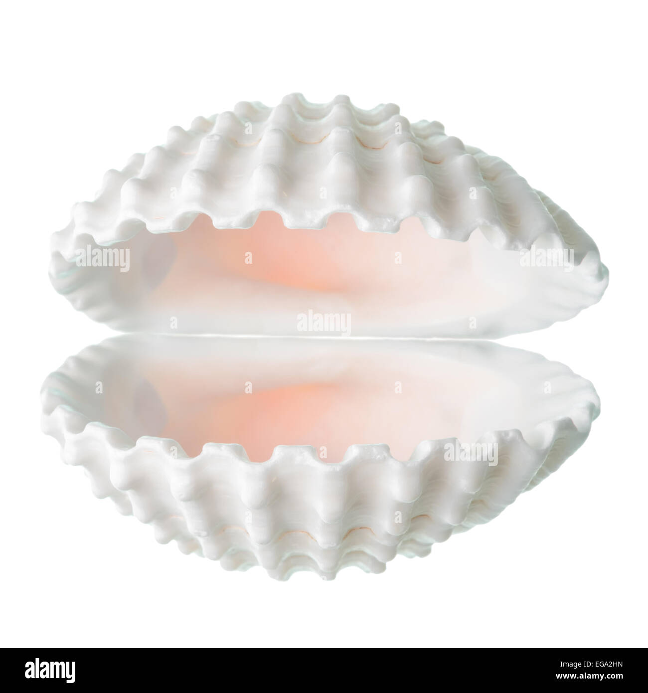 protection concept of open white cockleshell is isolated on white ...