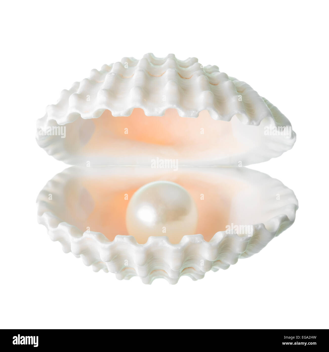 open beautiful soft white cockleshell with pearl is isolated on white ...