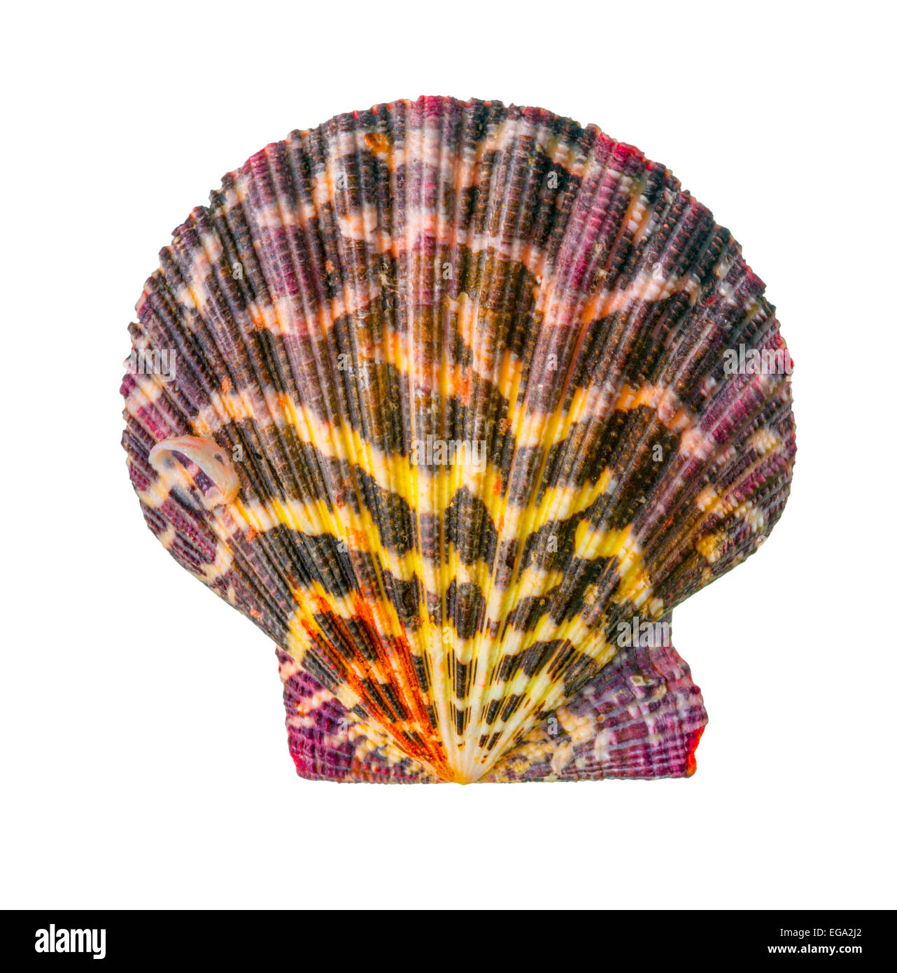 shell is isolated on white background, closeup Stock Photo - Alamy