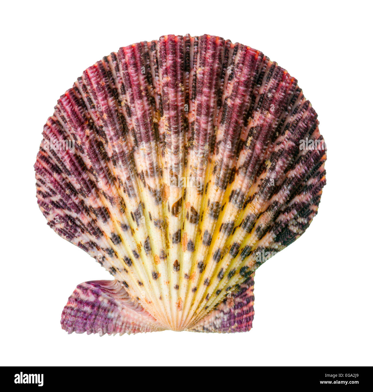 cockleshell is isolated on white background, closeup Stock Photo - Alamy