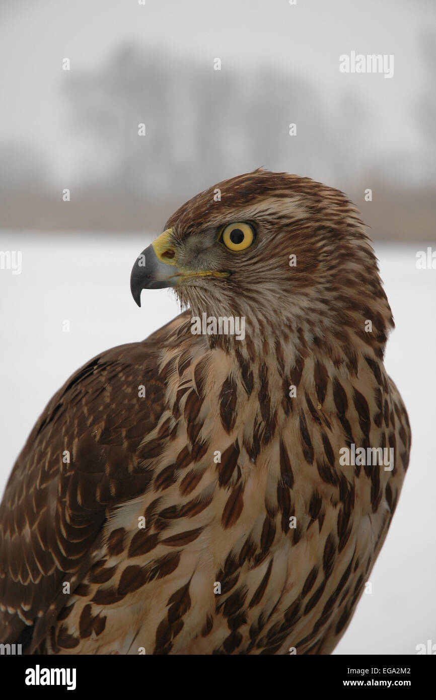 Hawk portrait in winter at an iced lake Stock Photo - Alamy