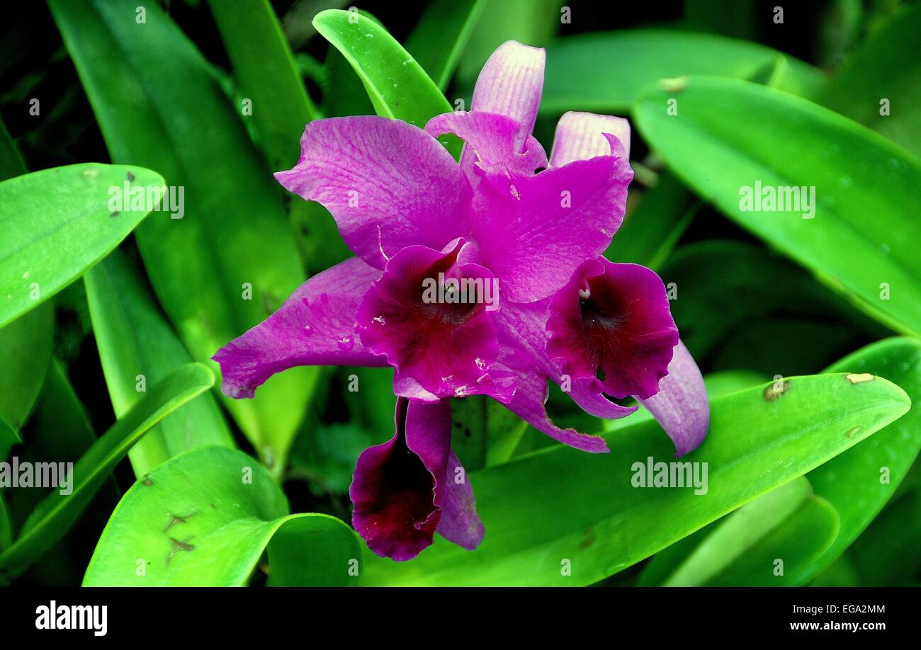 Singapore: Purple Cattleya orchid at the Singapore Botanic Gardens ...