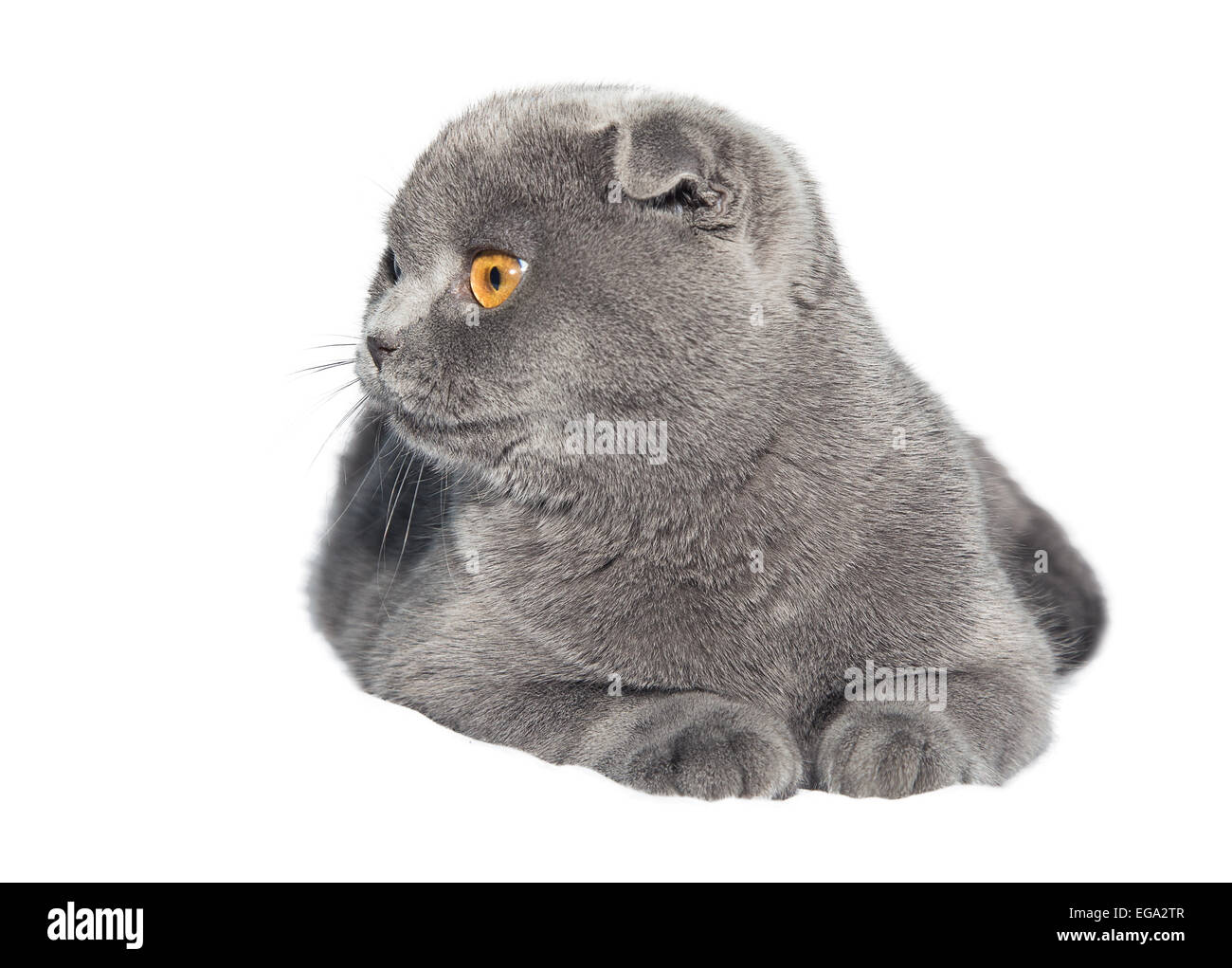 Scottish fold cats Cut Out Stock Images & Pictures - Alamy