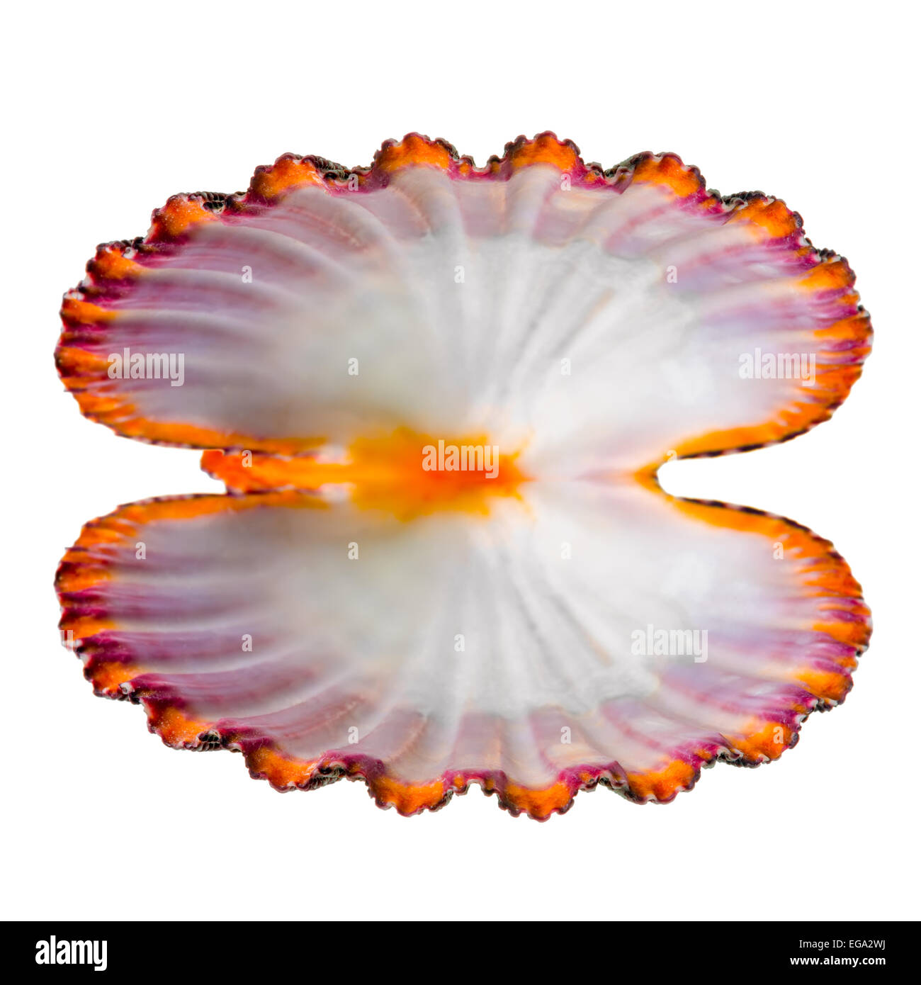 Bright seashell hi-res stock photography and images - Alamy