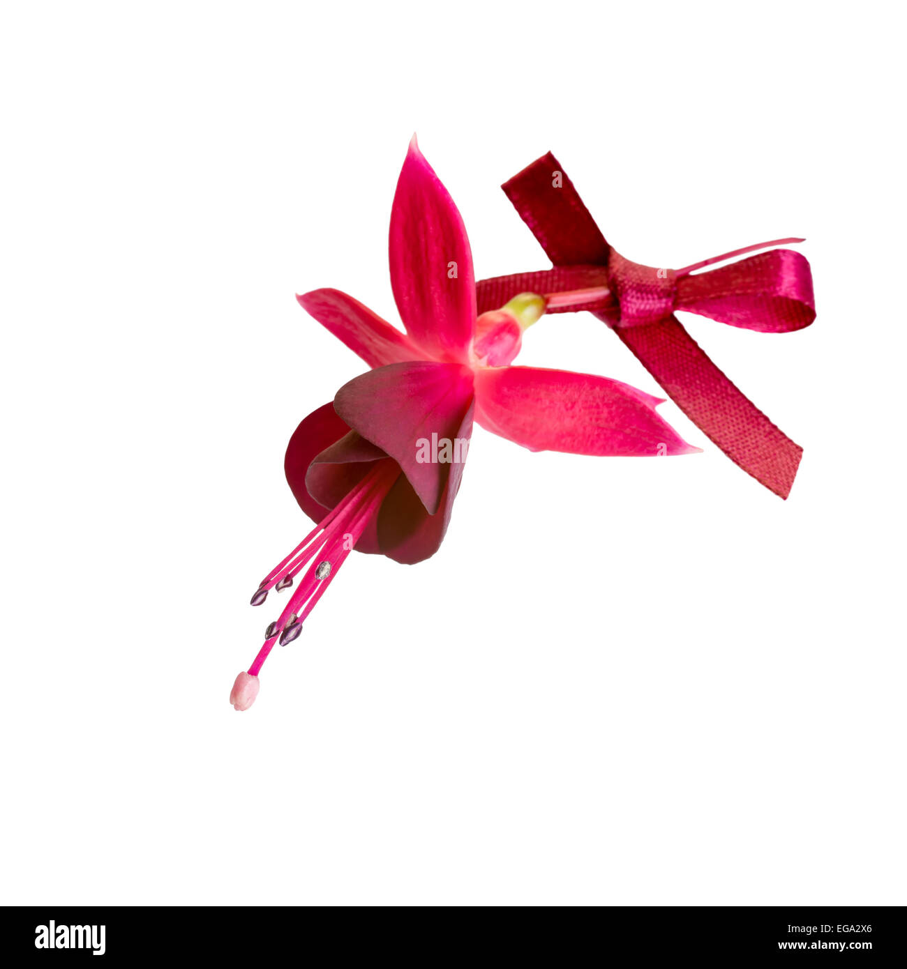fuchsia flower with dark cherry bow isolated on white background Stock ...