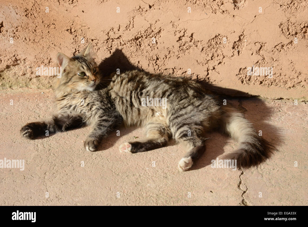 Long haired tabby hi-res stock photography and images - Alamy