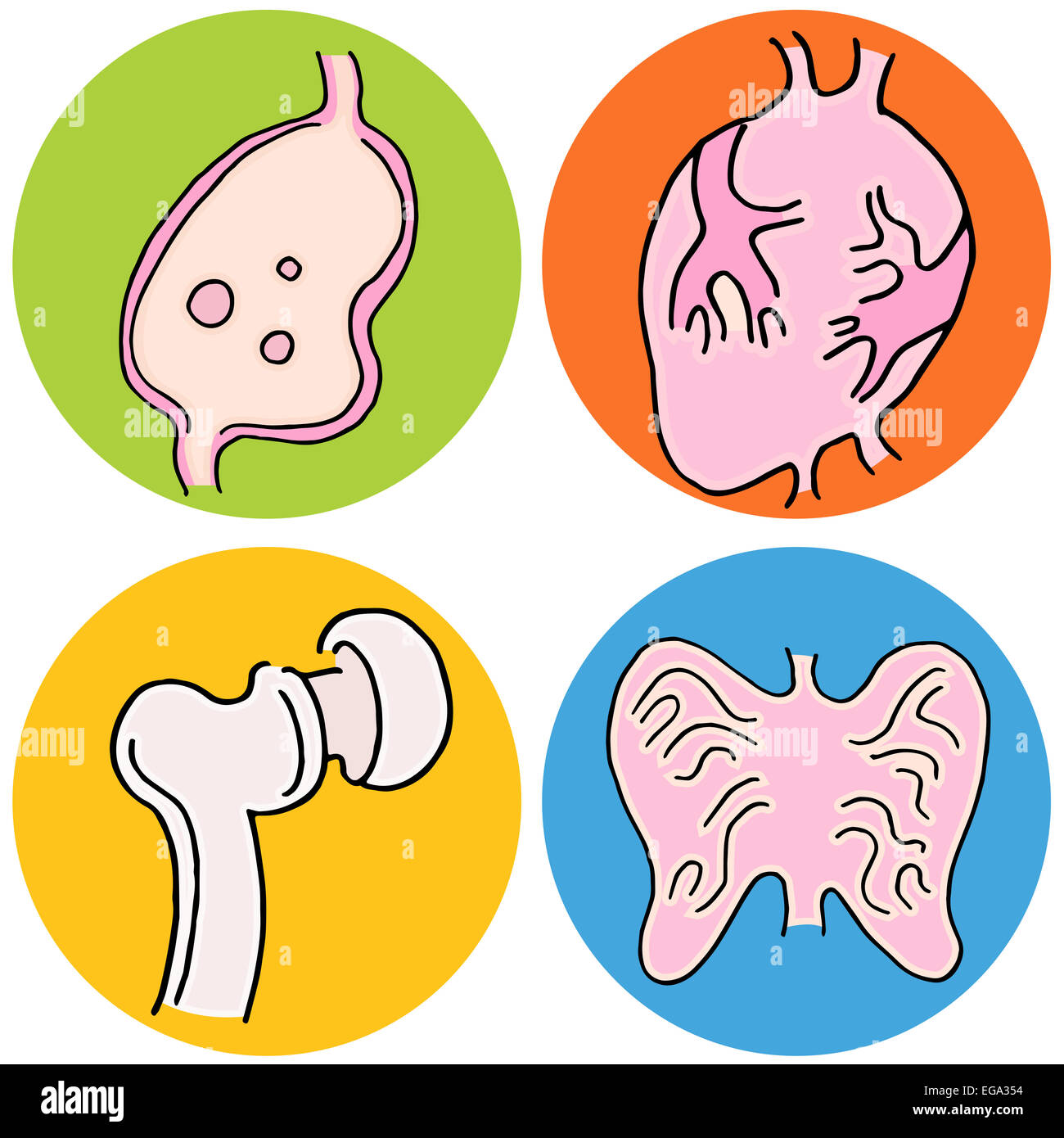 Cartoon human organs set Cut Out Stock Images & Pictures - Alamy