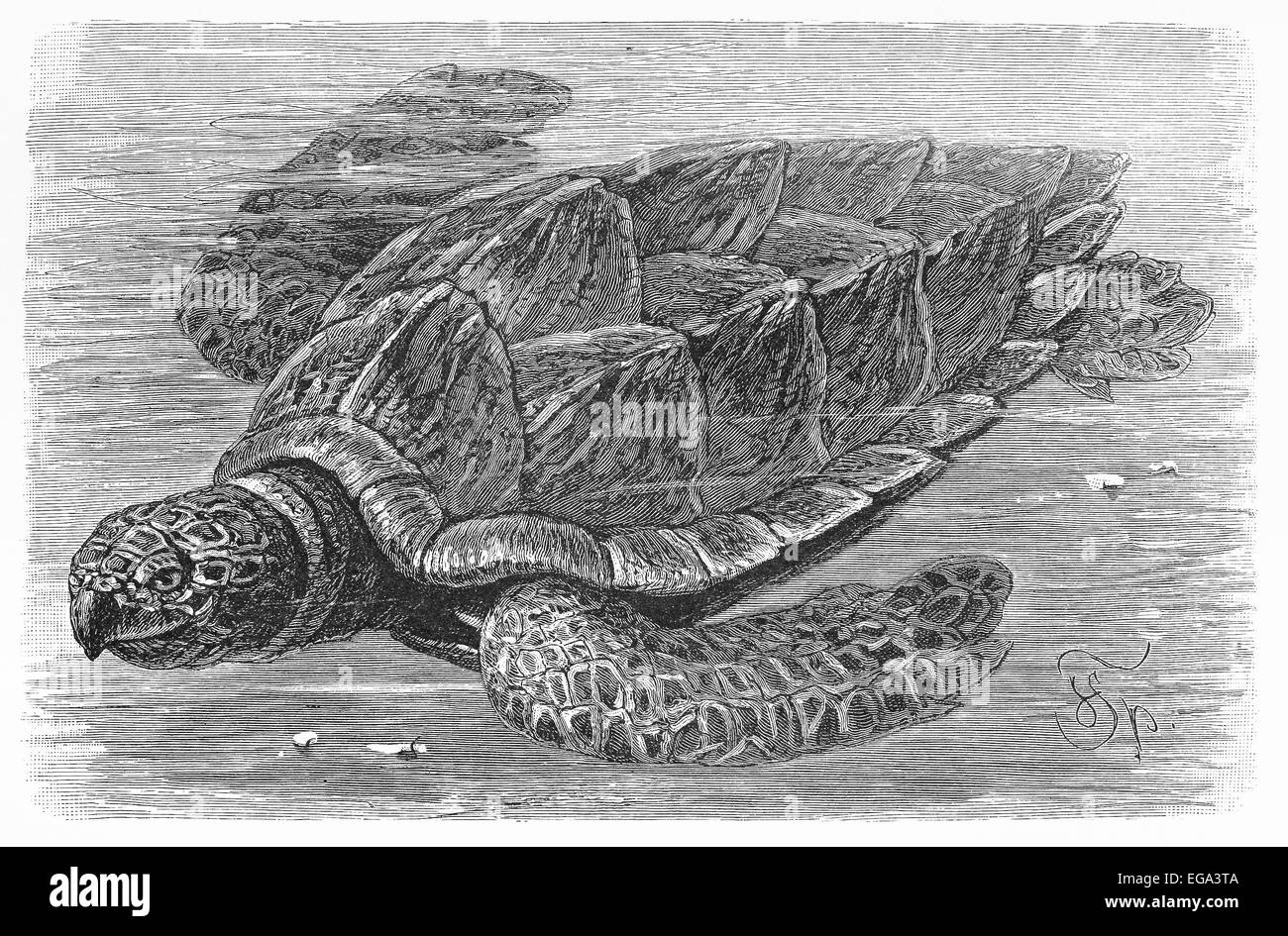 Reptile representation Black and White Stock Photos & Images - Alamy