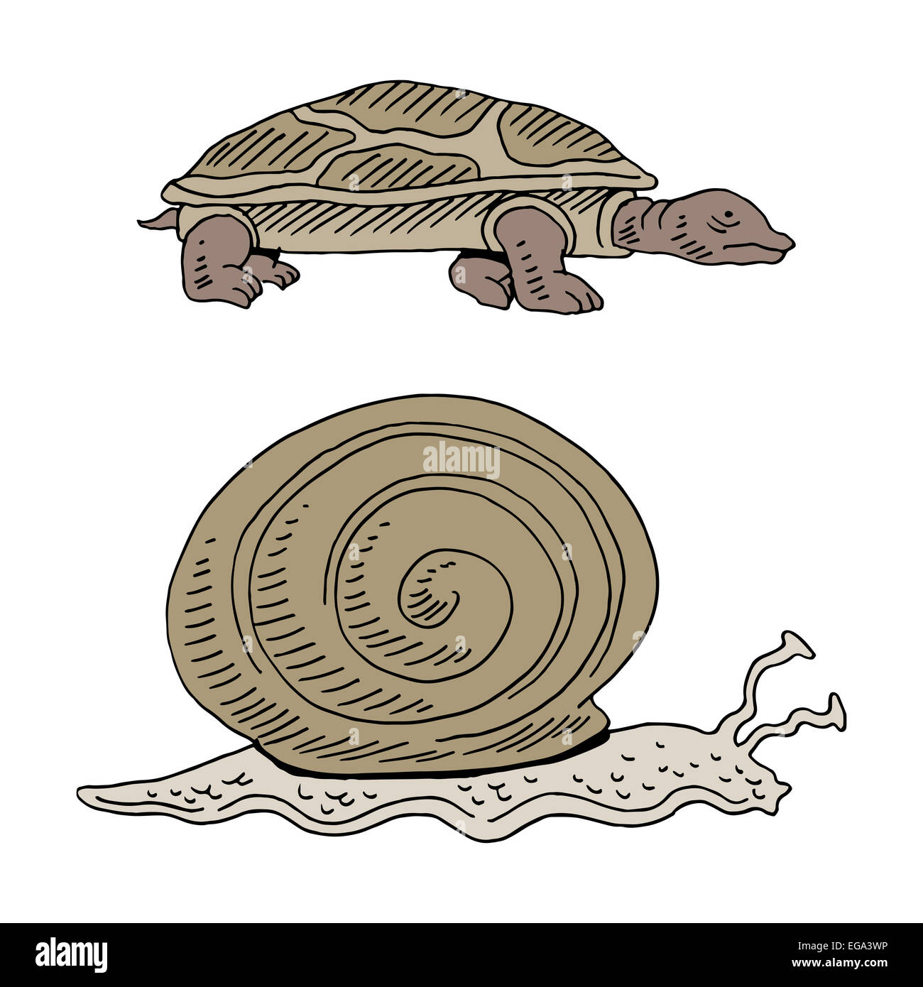 An image of a turtle and snail race Stock Photo - Alamy