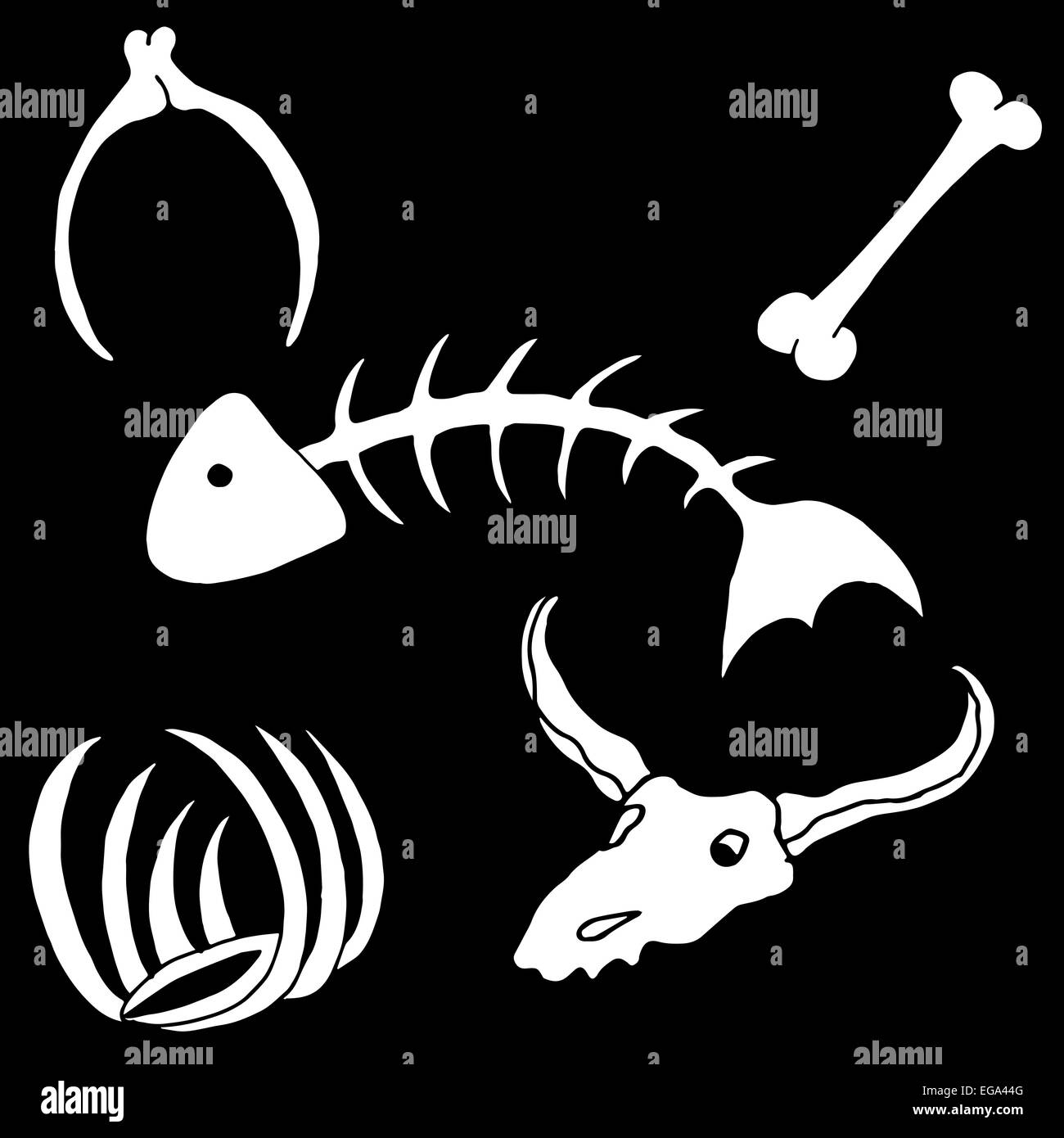 An image of different types of bones Stock Photo - Alamy