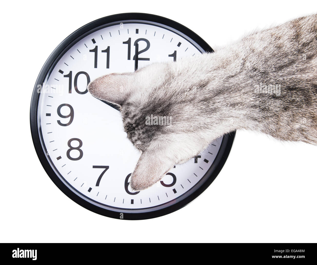 clock cat Isolated on white background Stock Photo - Alamy