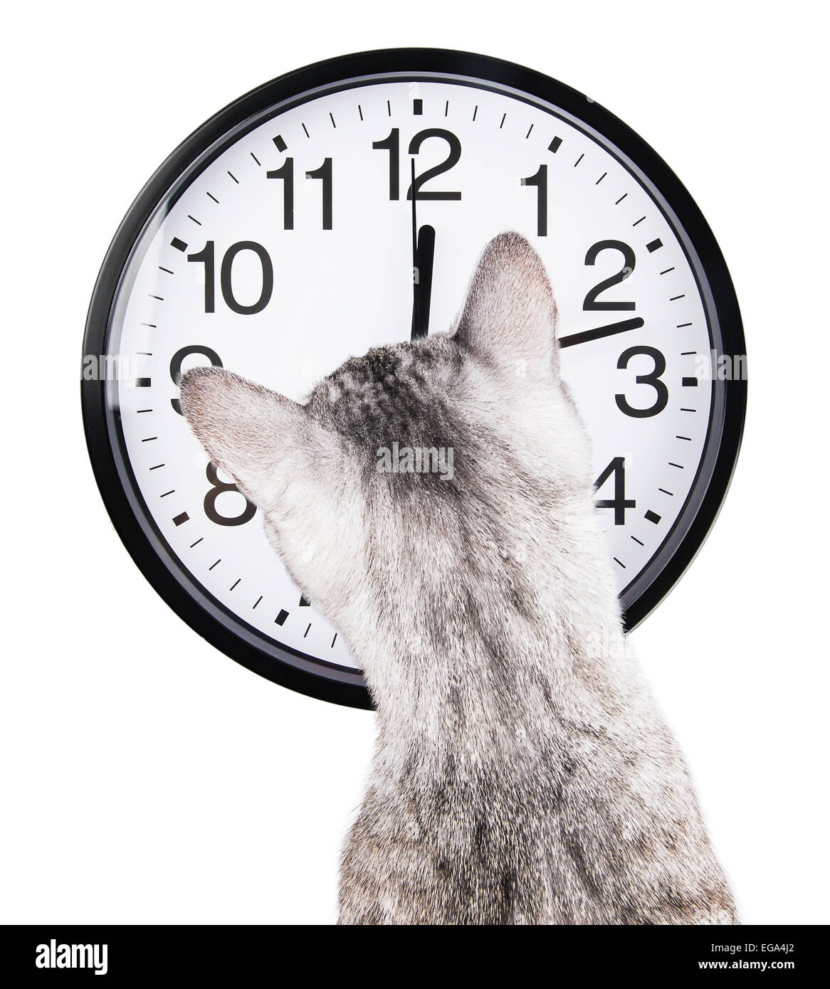 clock cat Isolated on white background Stock Photo - Alamy